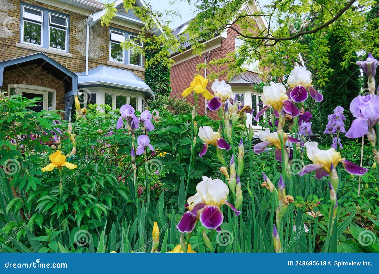Profuse Multi-colored Irises Stock Photo - Image of home, neighborhood ...