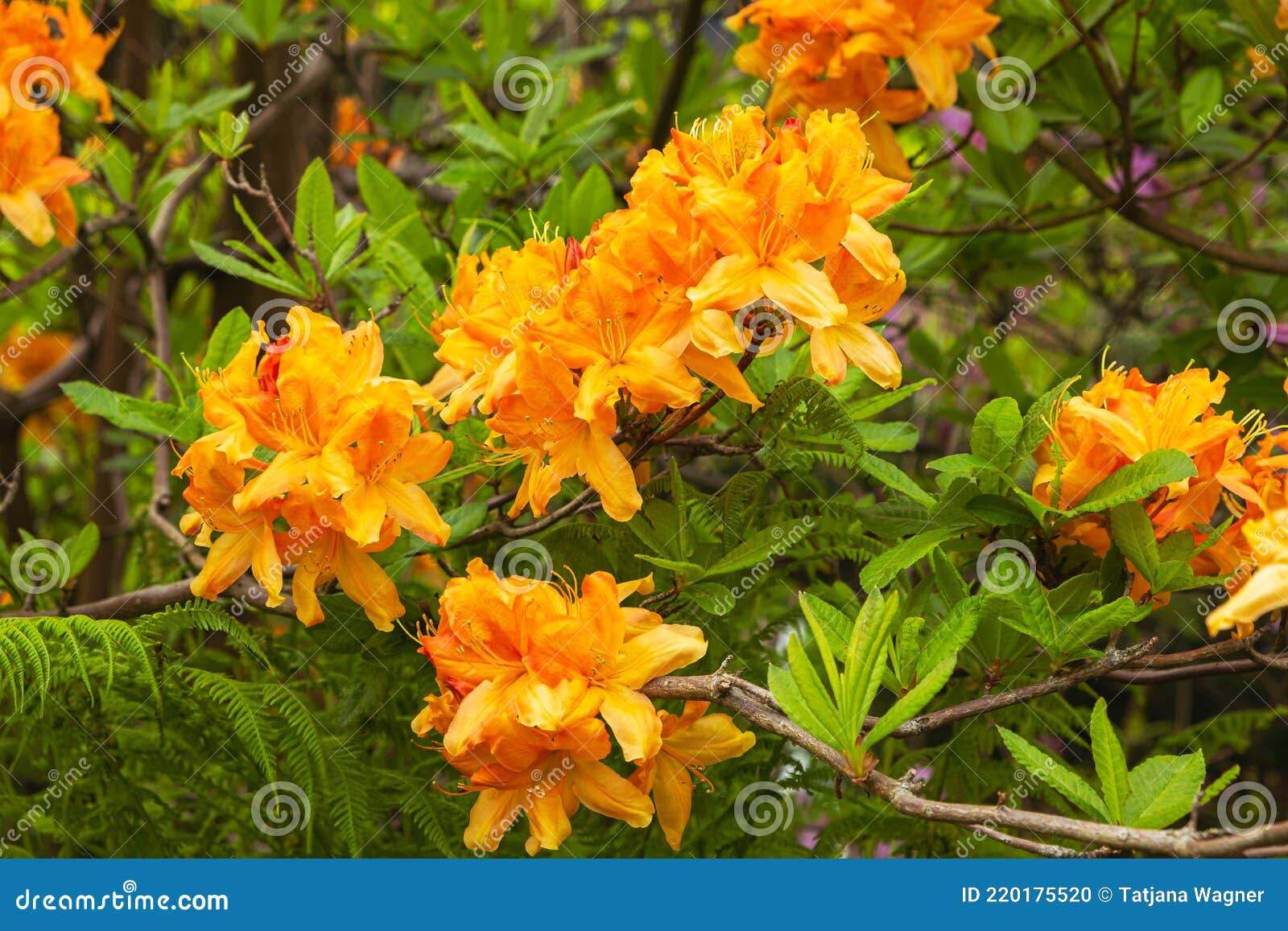 Profusely Flowering Bush, Orange Rhododendron Stock Photo - Image of ...