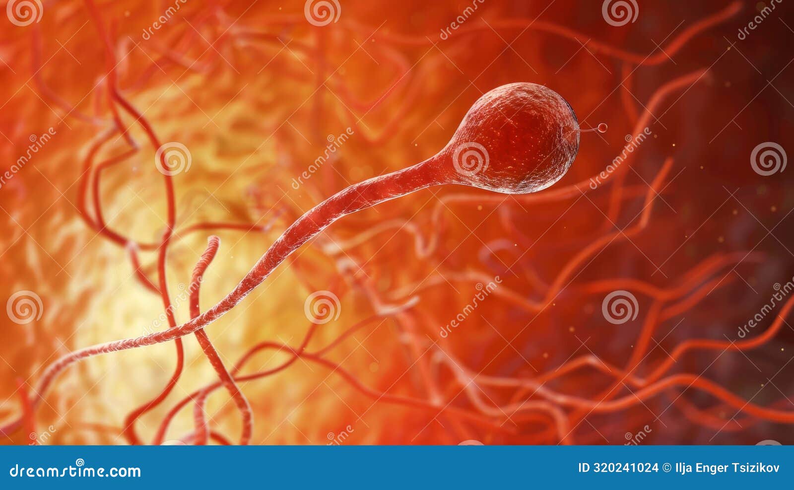 Progression of Embryo Development Secondary Oocyte Release ...