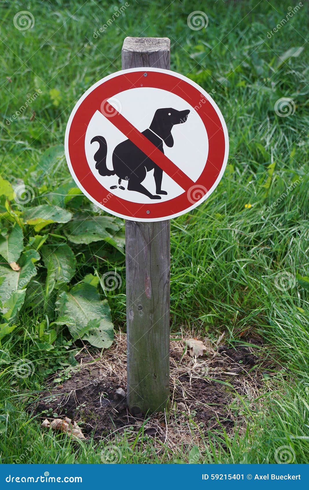 Prohibition Sign No Dog Pooping Stock Image - Image of symbol, feces ...