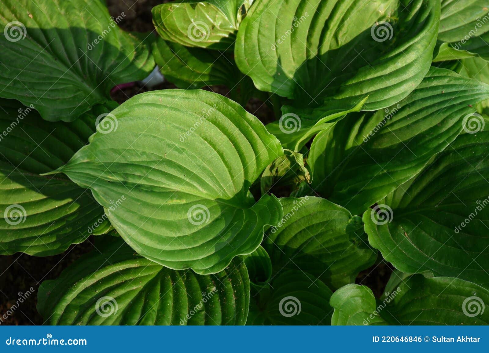 Proiphys Amboinensis, Green Circular Leaves with Pattern Stock Photo ...