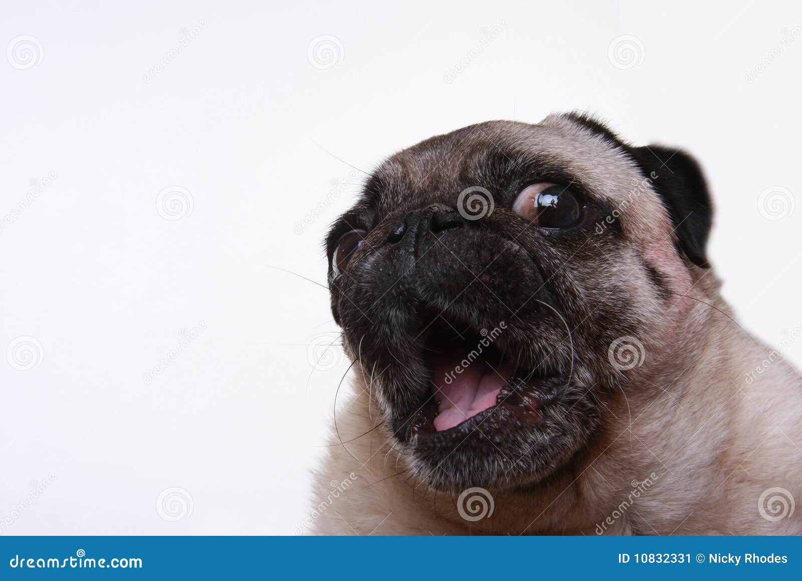 Projectile Principal D'un Roquet Image stock - Image du langue ...