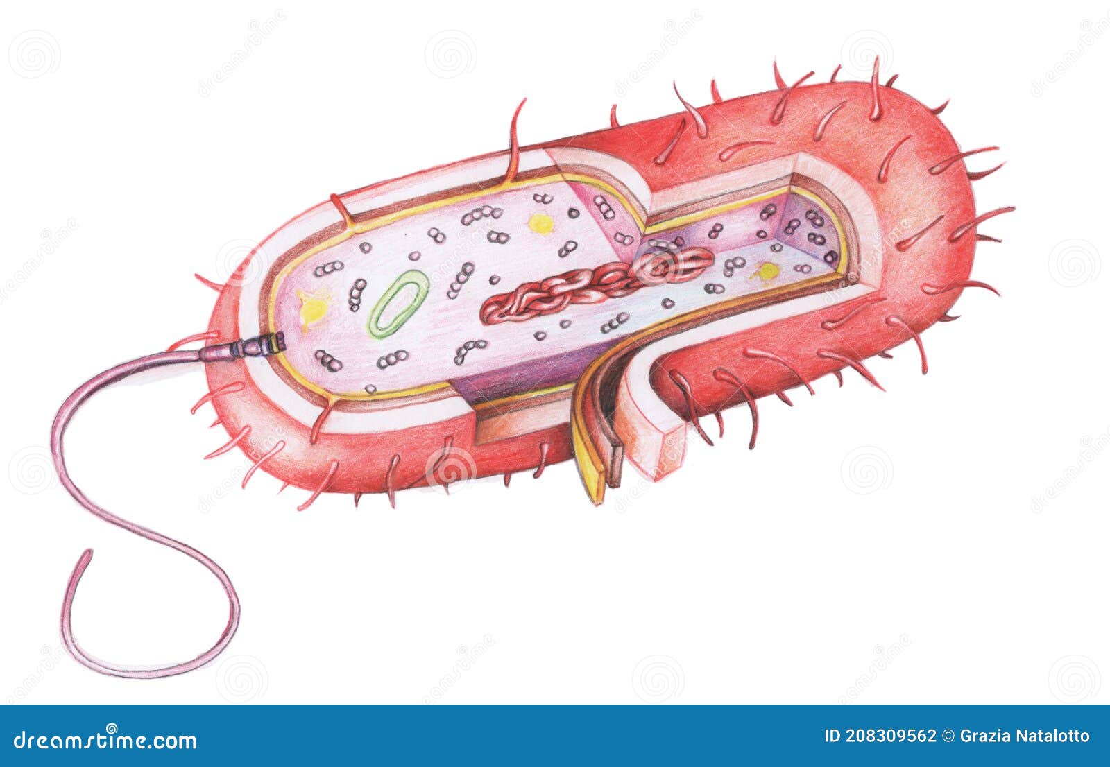 Prokaryote Cell drawing stock illustration. Illustration of realized ...