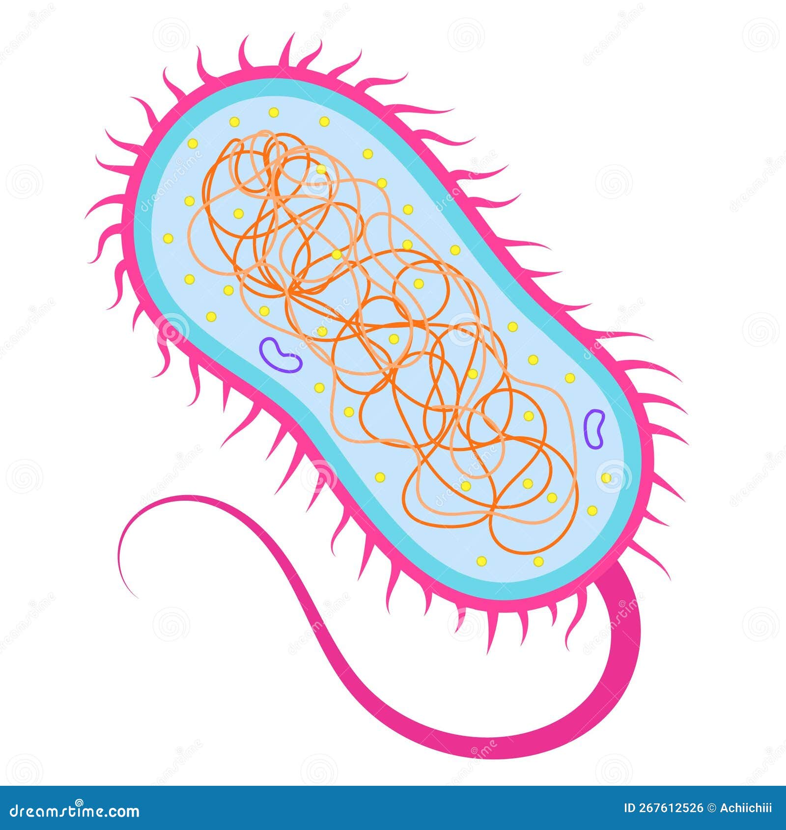 A Prokaryotic Cell is a Type of Cell Stock Vector - Illustration of ...