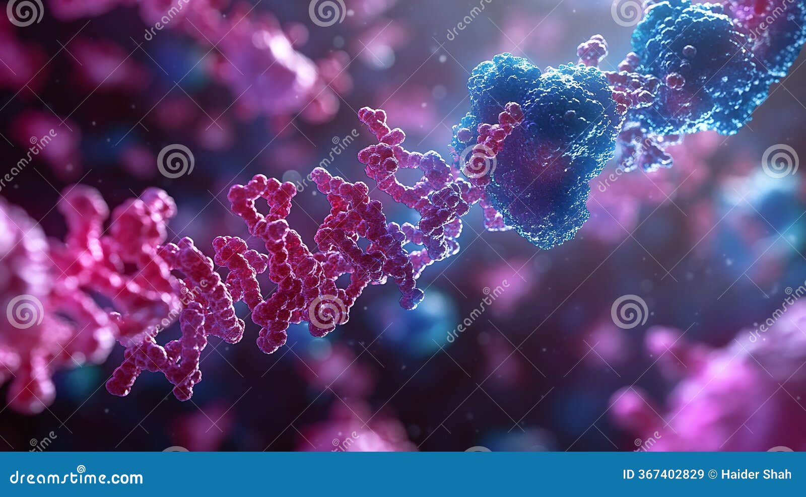 Transcription And Translation. Protein Synthesis Cartoon Vector ...