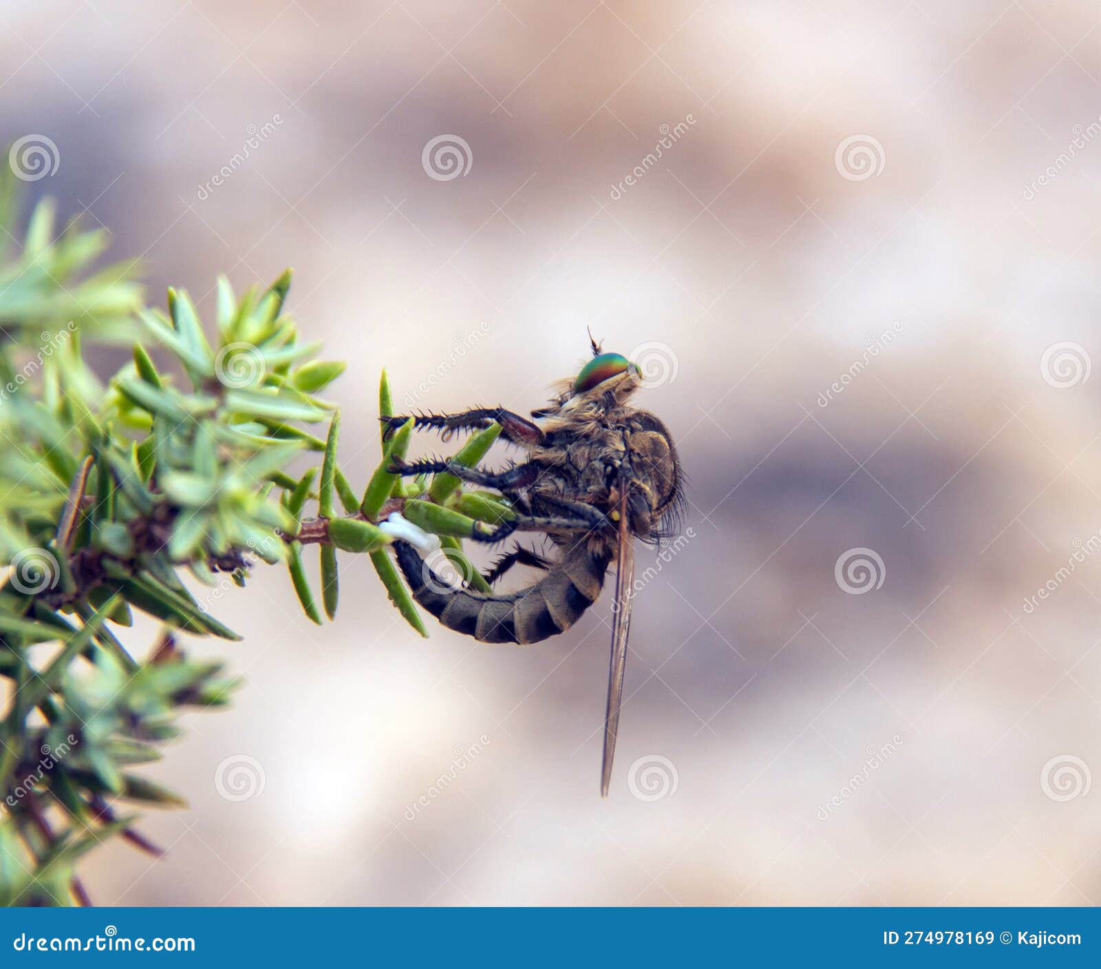 Promachus Insects on a Tree in Nature Stock Image - Image of wings ...