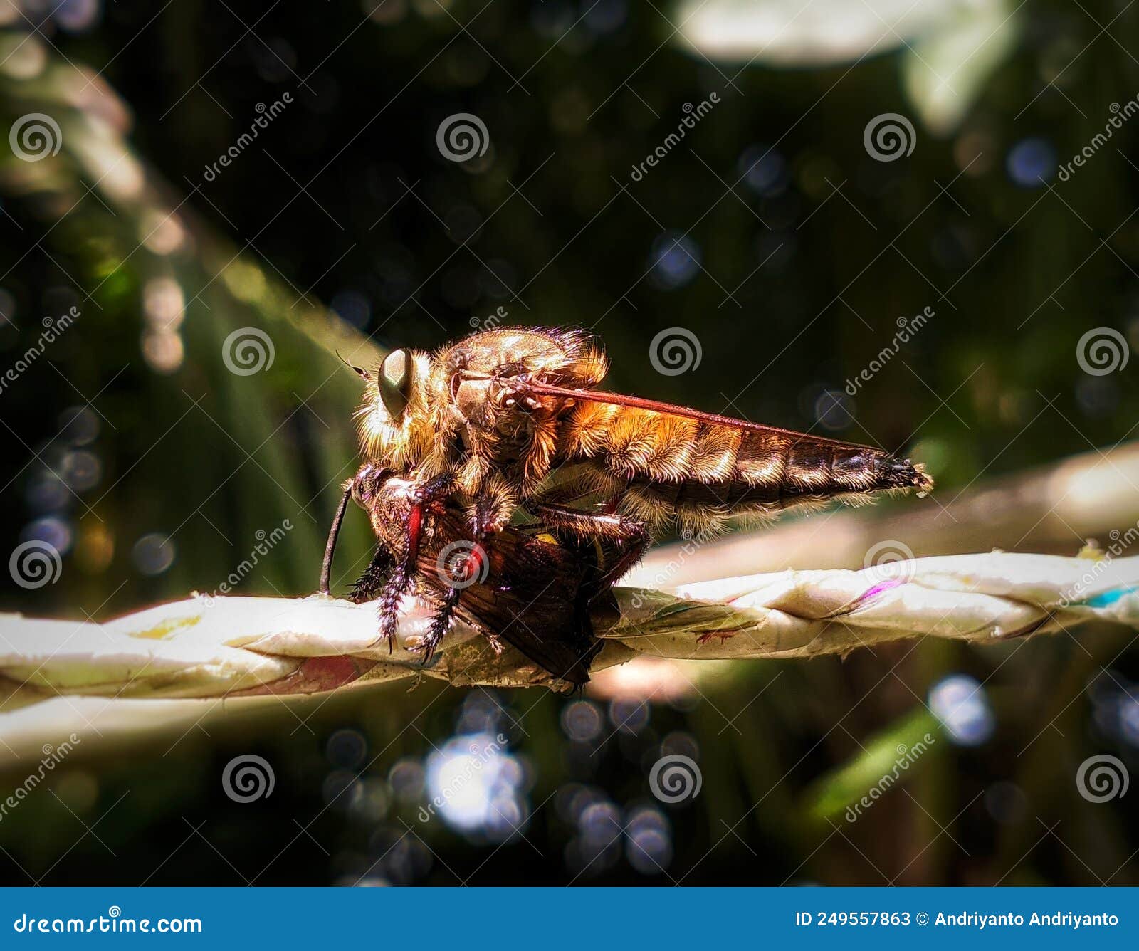 Promachus Vertebratus is Perched on a Rope, this Insect is Another ...