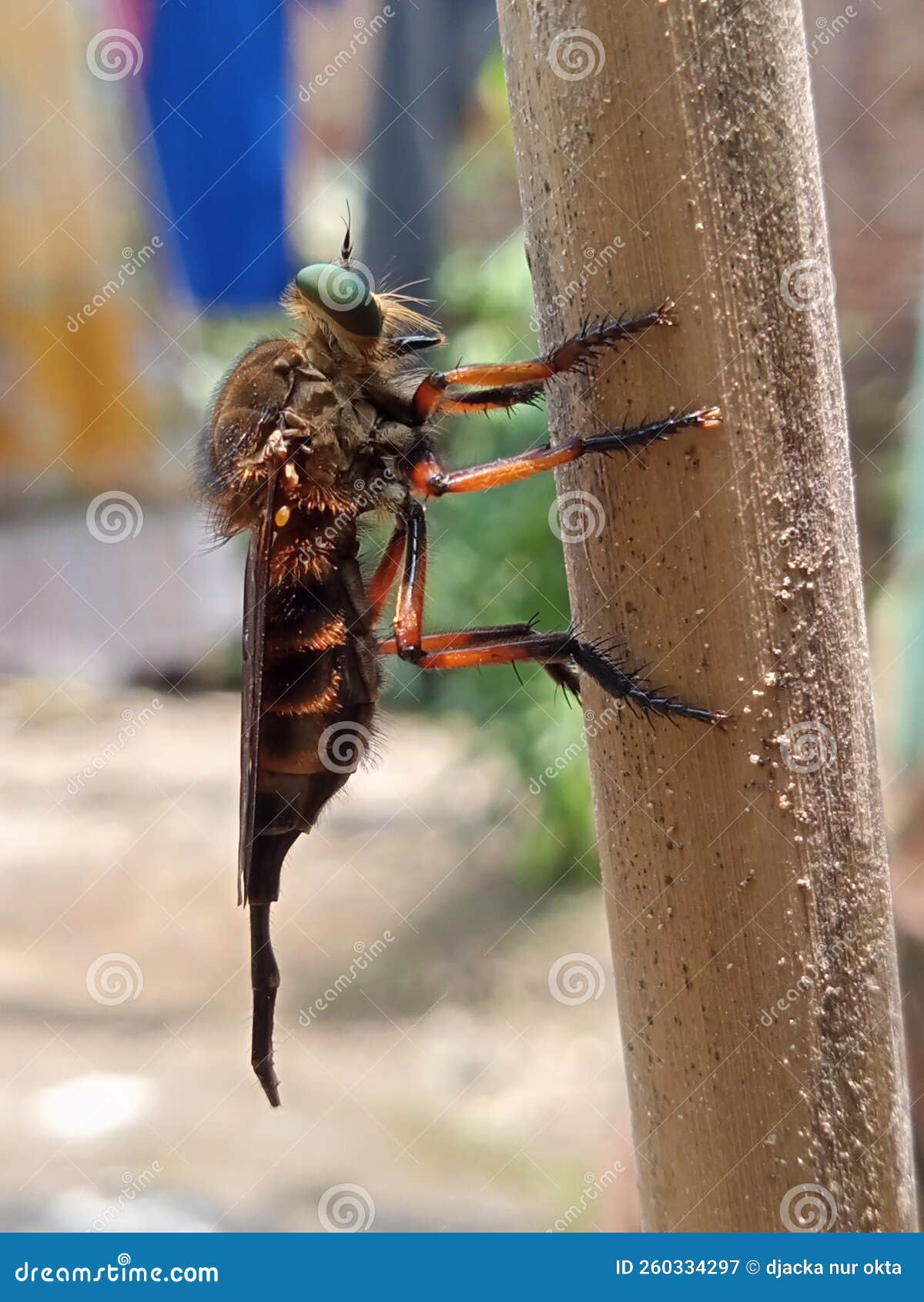 Promachus vertebratus stock image. Image of robber, vertebratus - 260334297