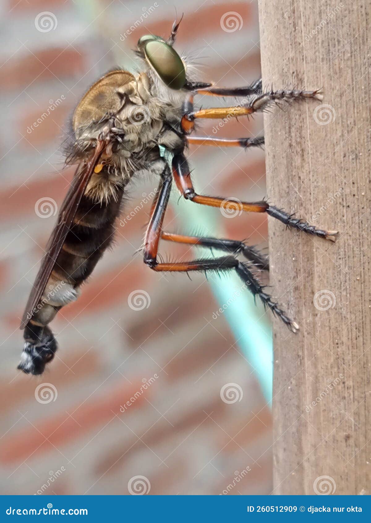 Promachus vertebratus stock image. Image of insect, promachus - 260512909