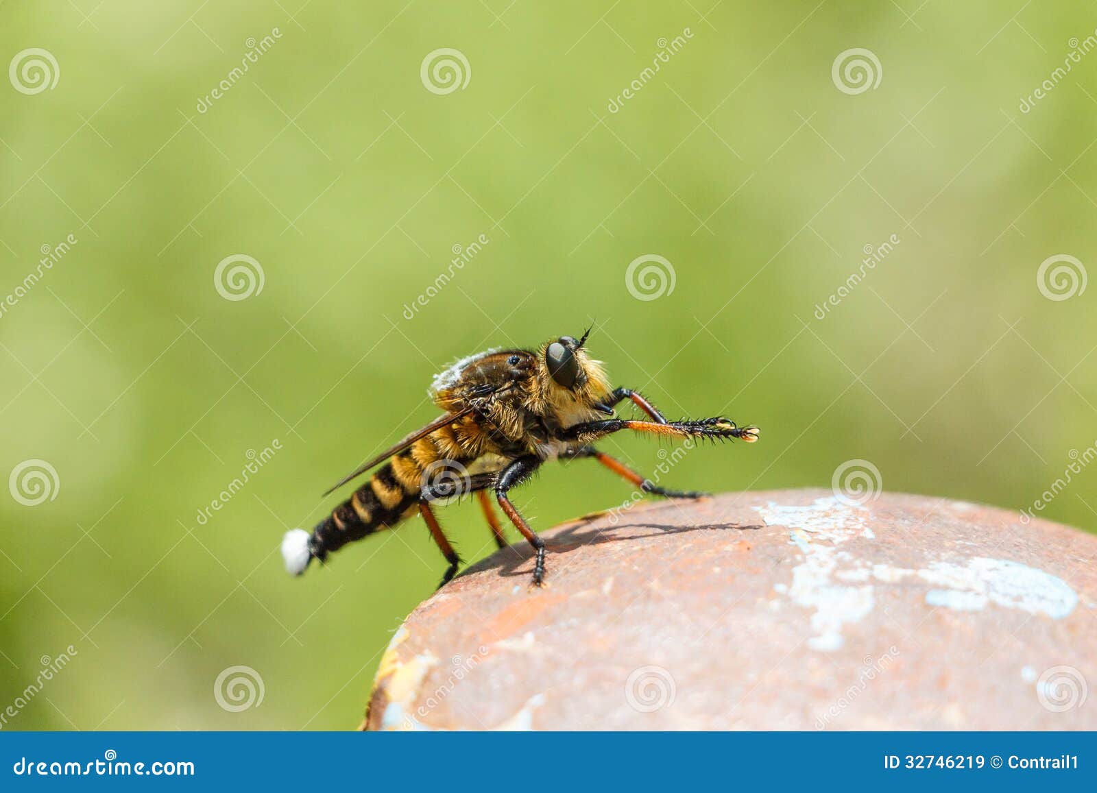 Promachus Yesonicus. Diptera Asilidae Insect. Royalty-Free Stock ...
