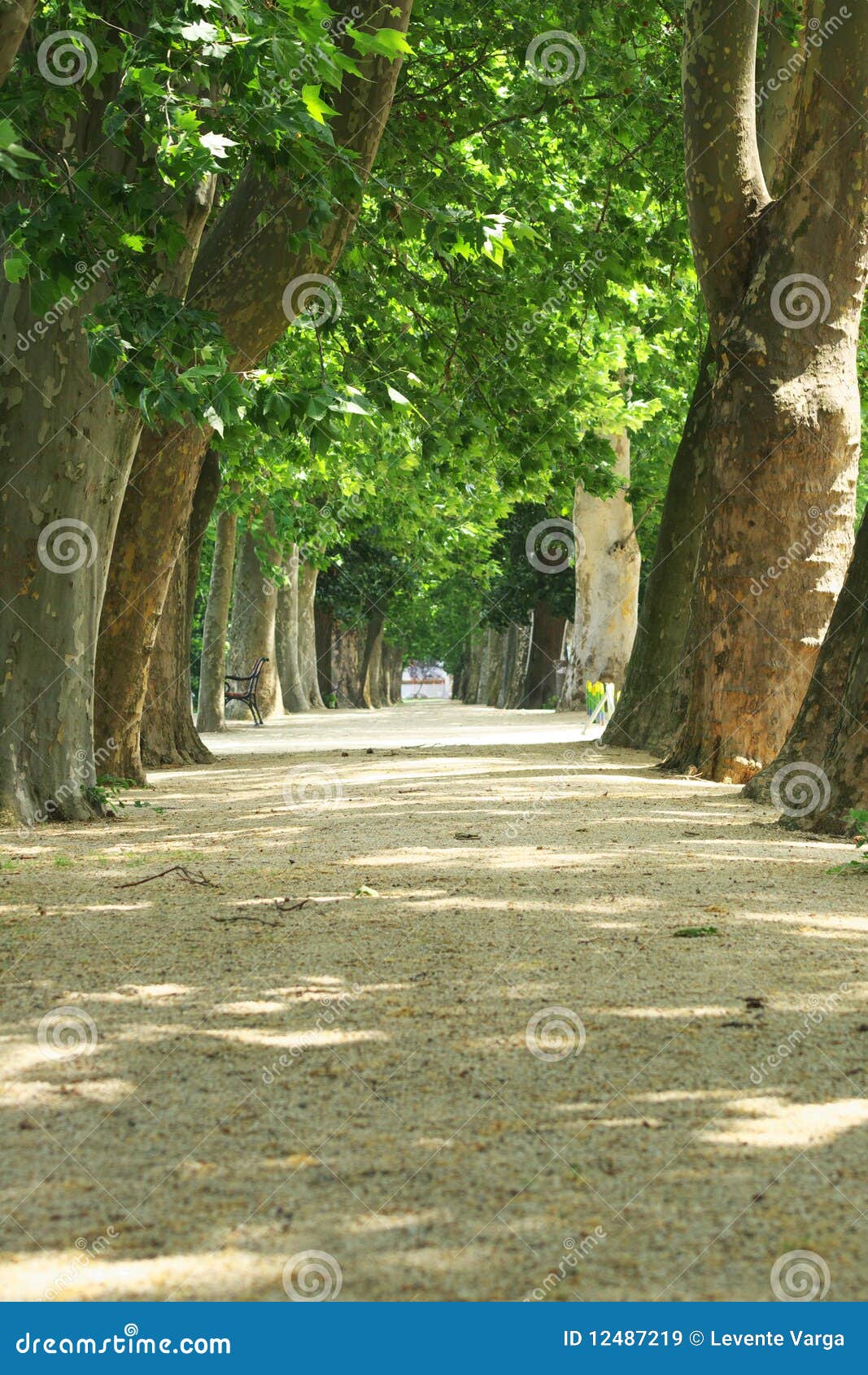 Promenade. stock image. Image of promenade, shrub, shade - 12487219