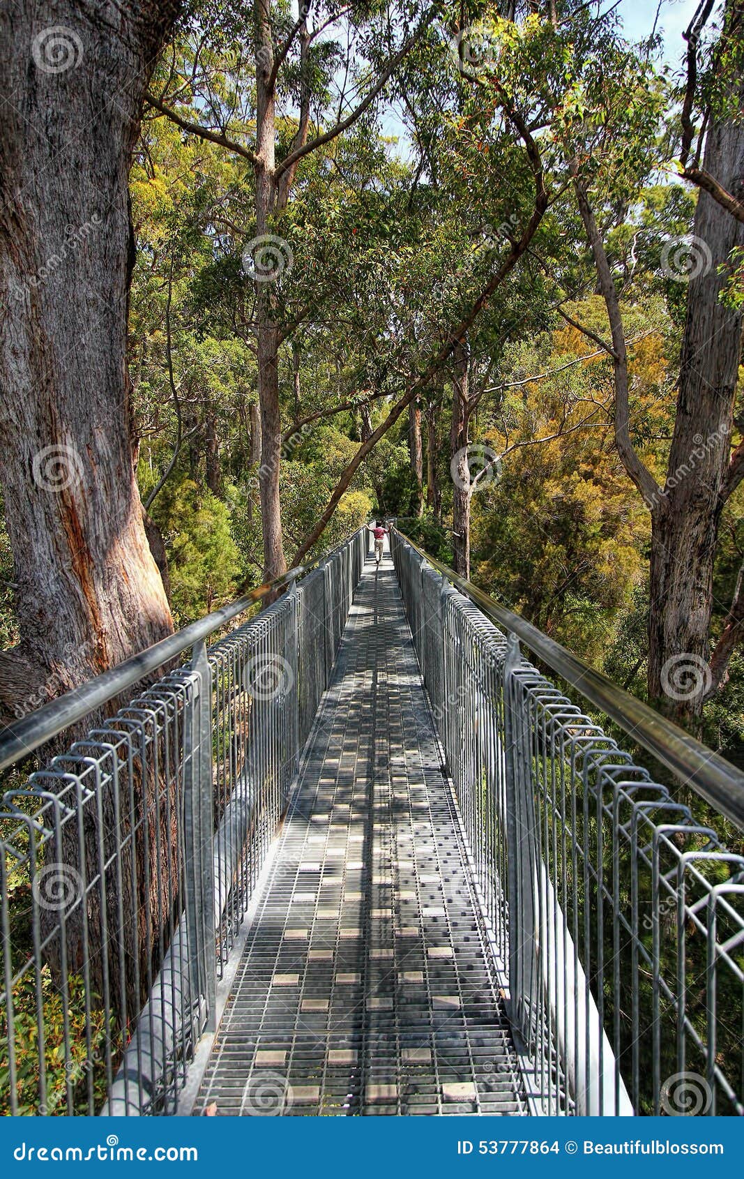 Promenade De Dessus D'arbre Photo stock - Image du occidental, bois ...