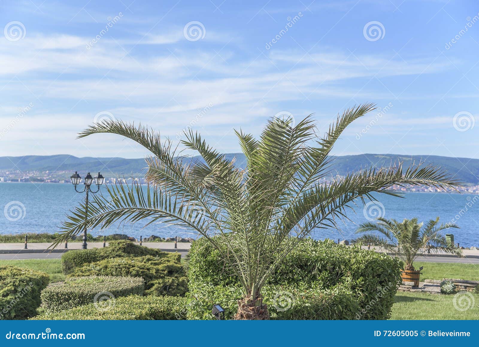 Promenade with palm trees. stock image. Image of coast - 72605005