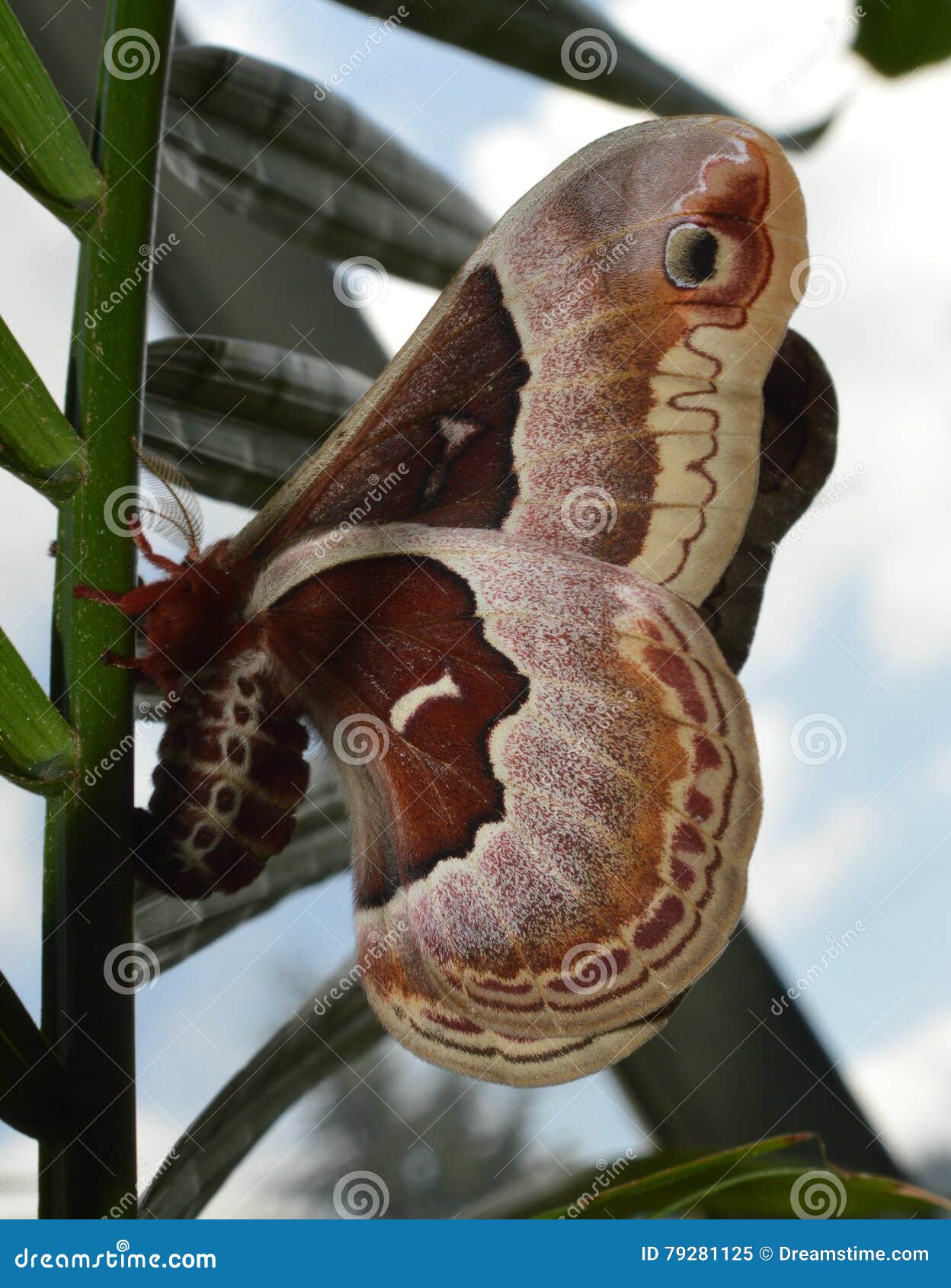 Prometheus stock image. Image of prometheus, saturniidae - 79281125