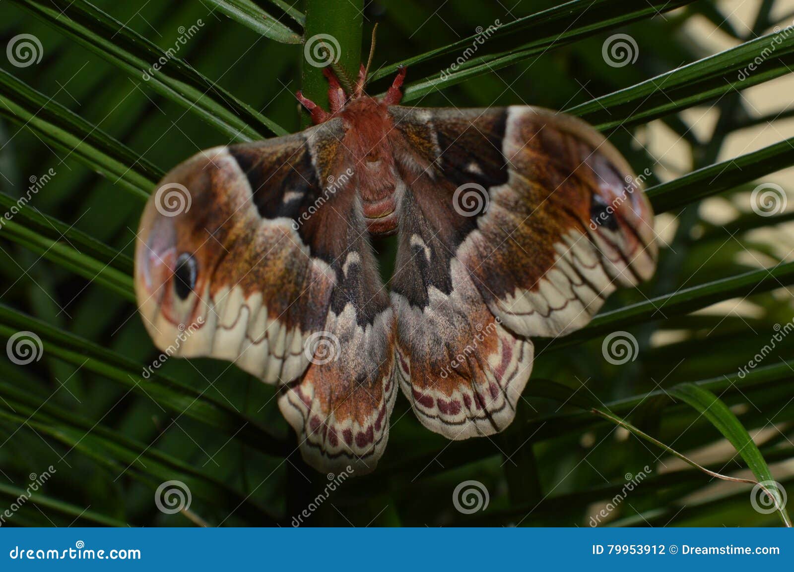 Prometheus stock photo. Image of furry, nature, silk - 79953912