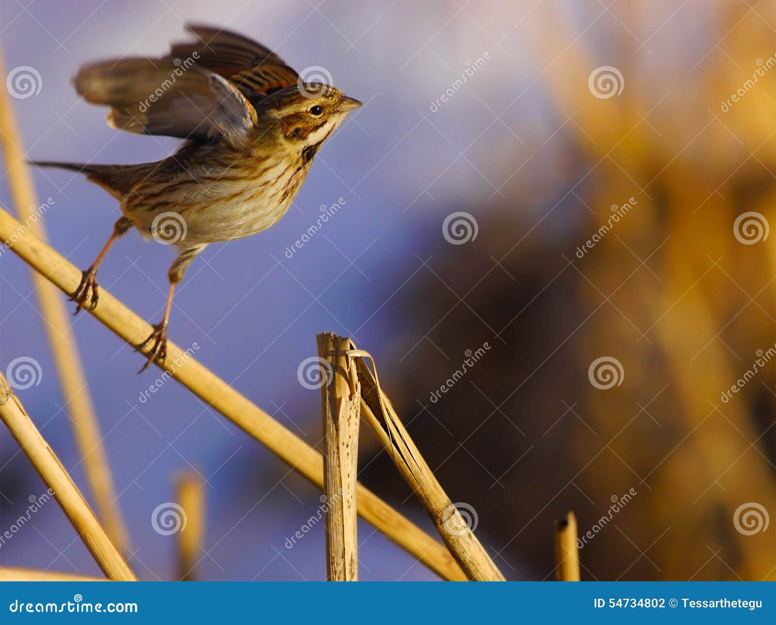The Promise stock photo. Image of promise, leaving, trust - 54734802