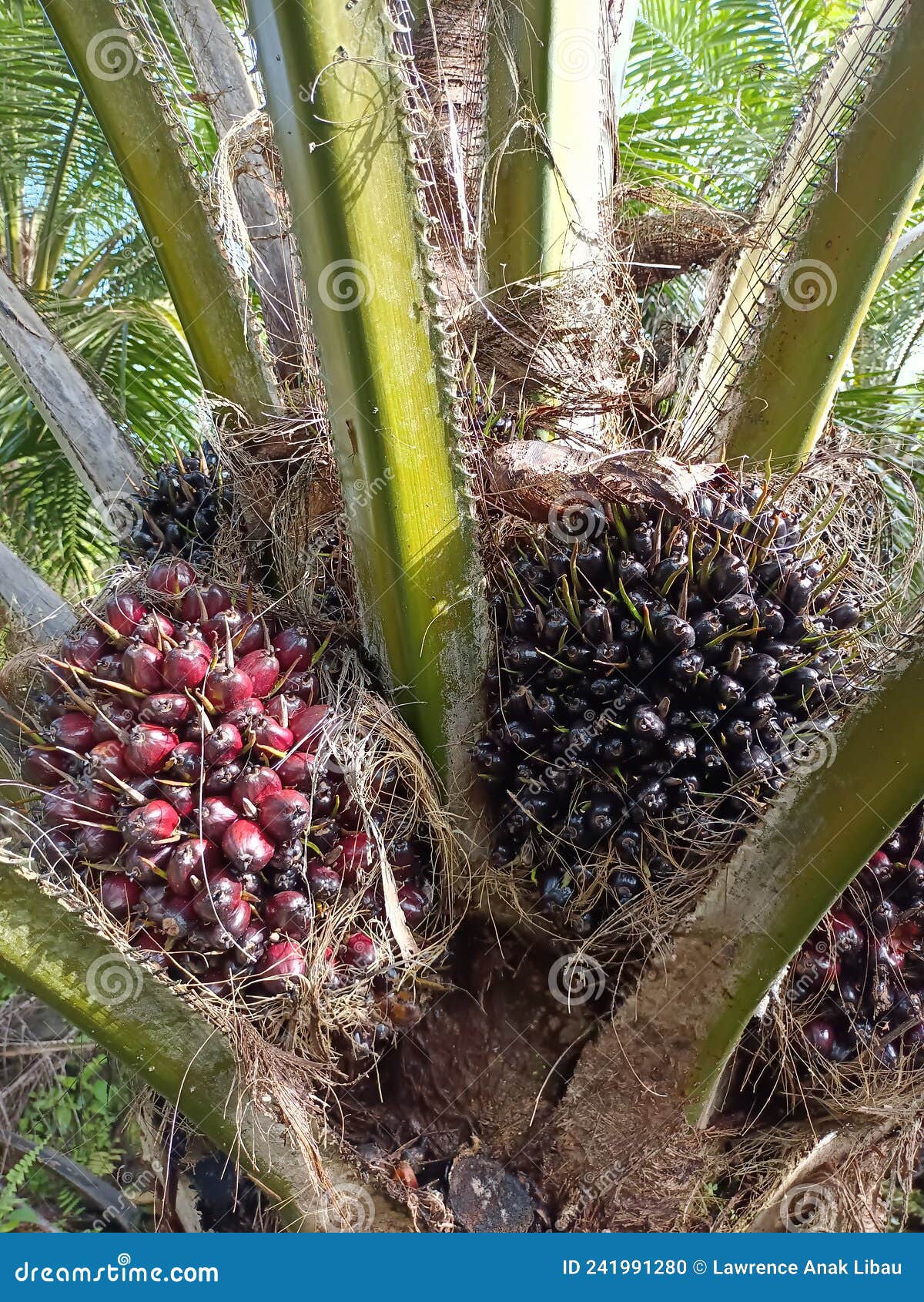 Promising oil palm bunches stock photo. Image of bunches - 241991280