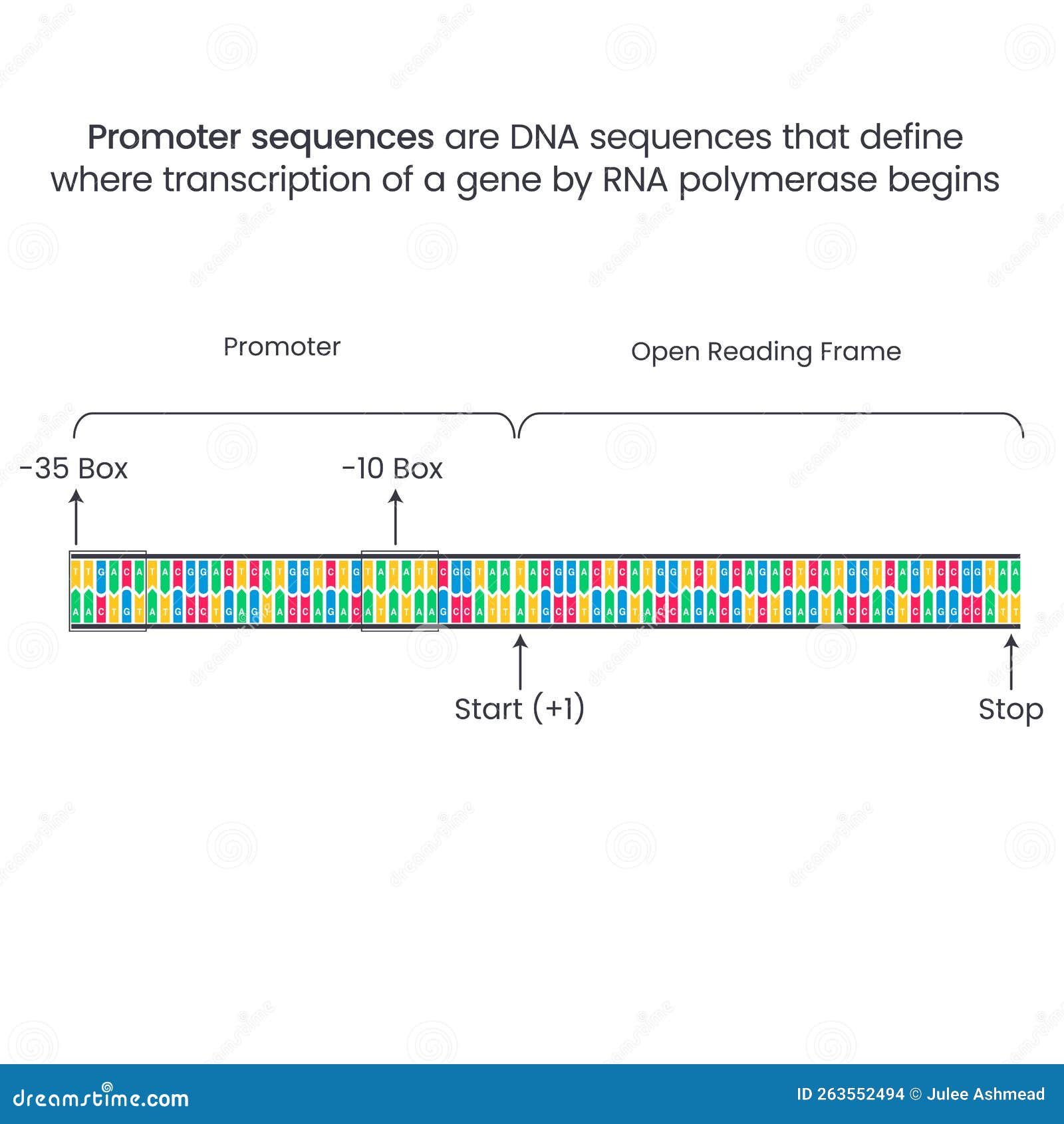 Transcription Promoter