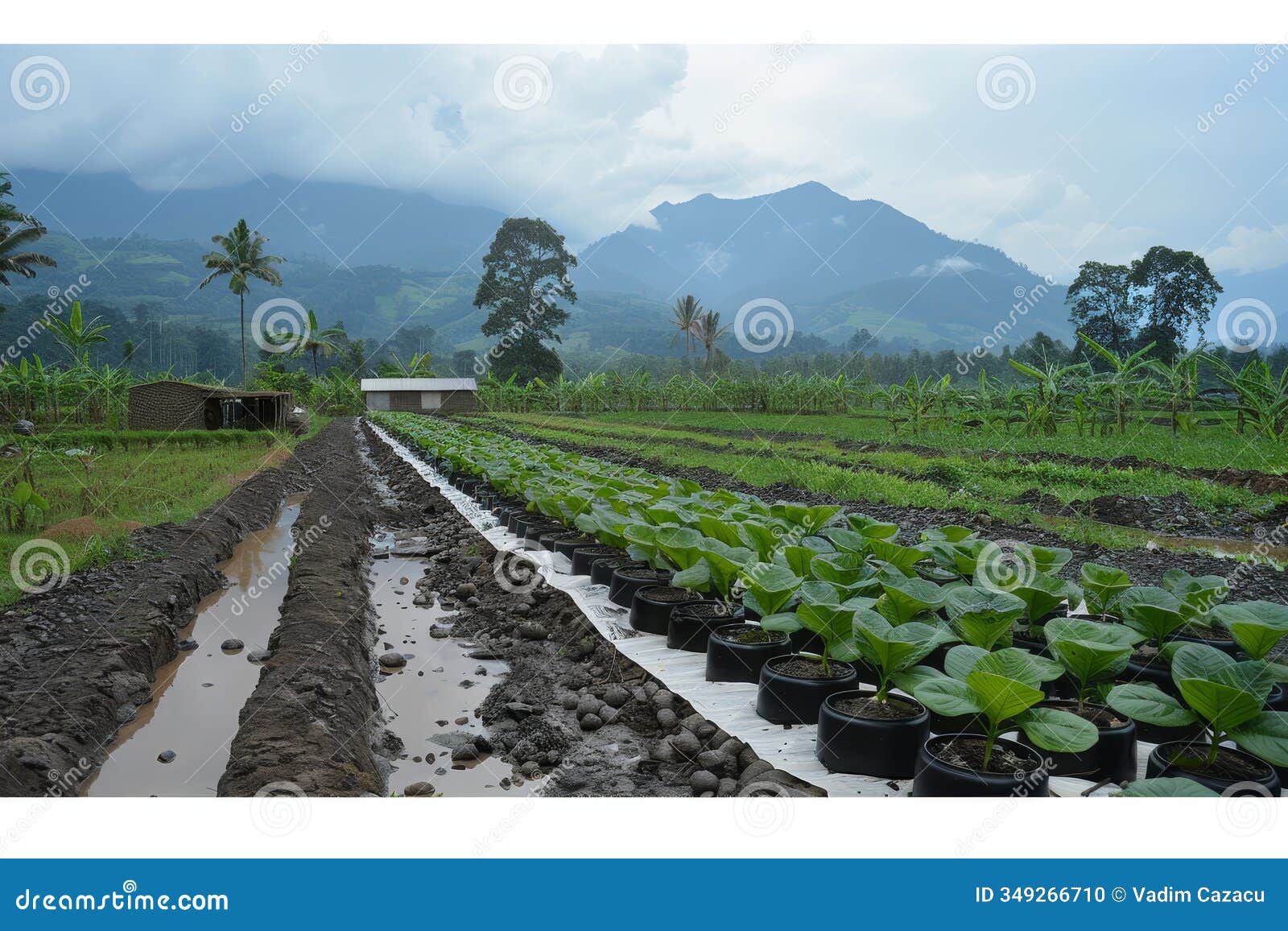 Promoting Forest Restoration and Ecosystem Conservation for a ...