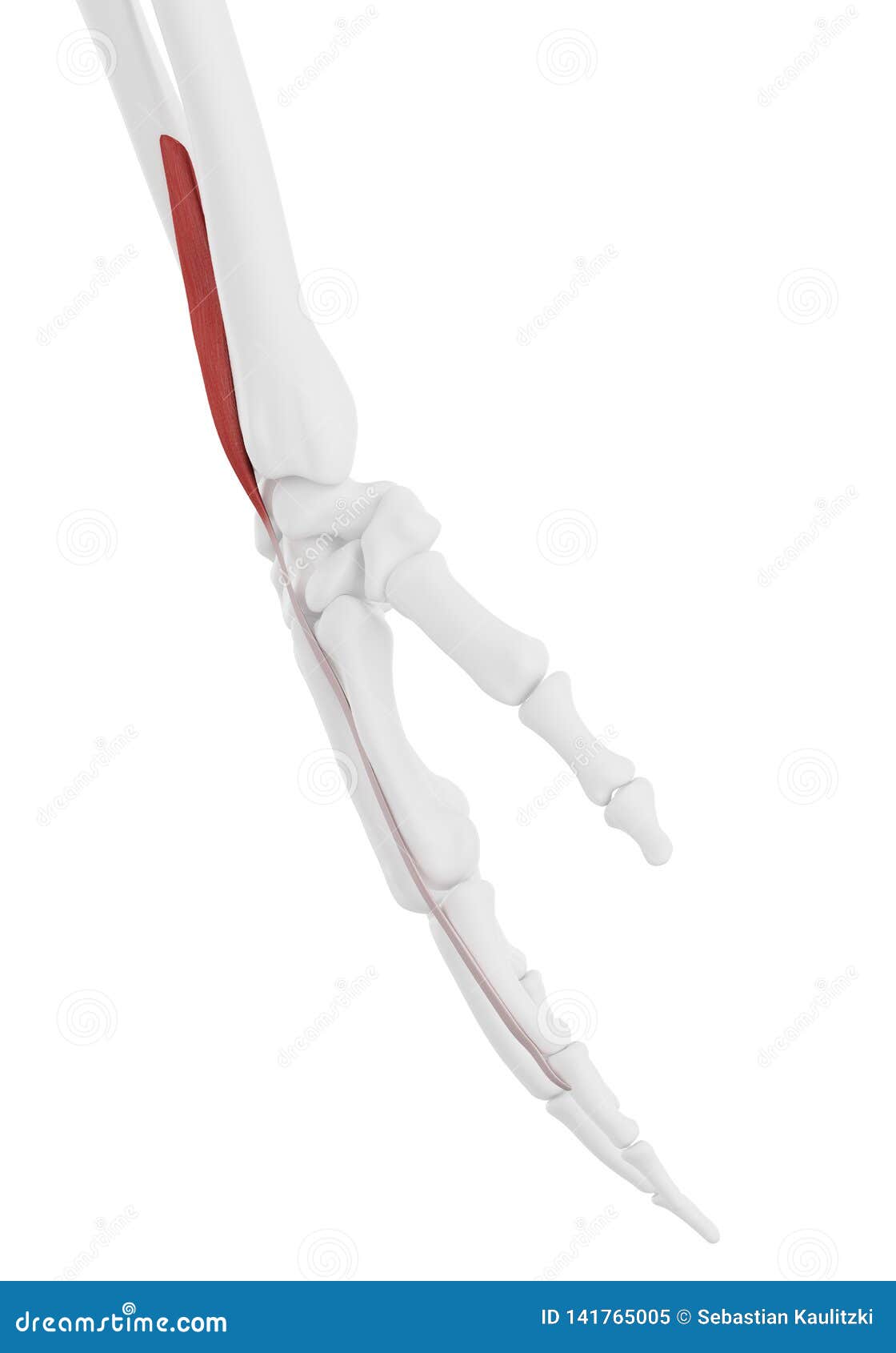 The Extensor Indicis Royalty-Free Cartoon | CartoonDealer.com #57548054