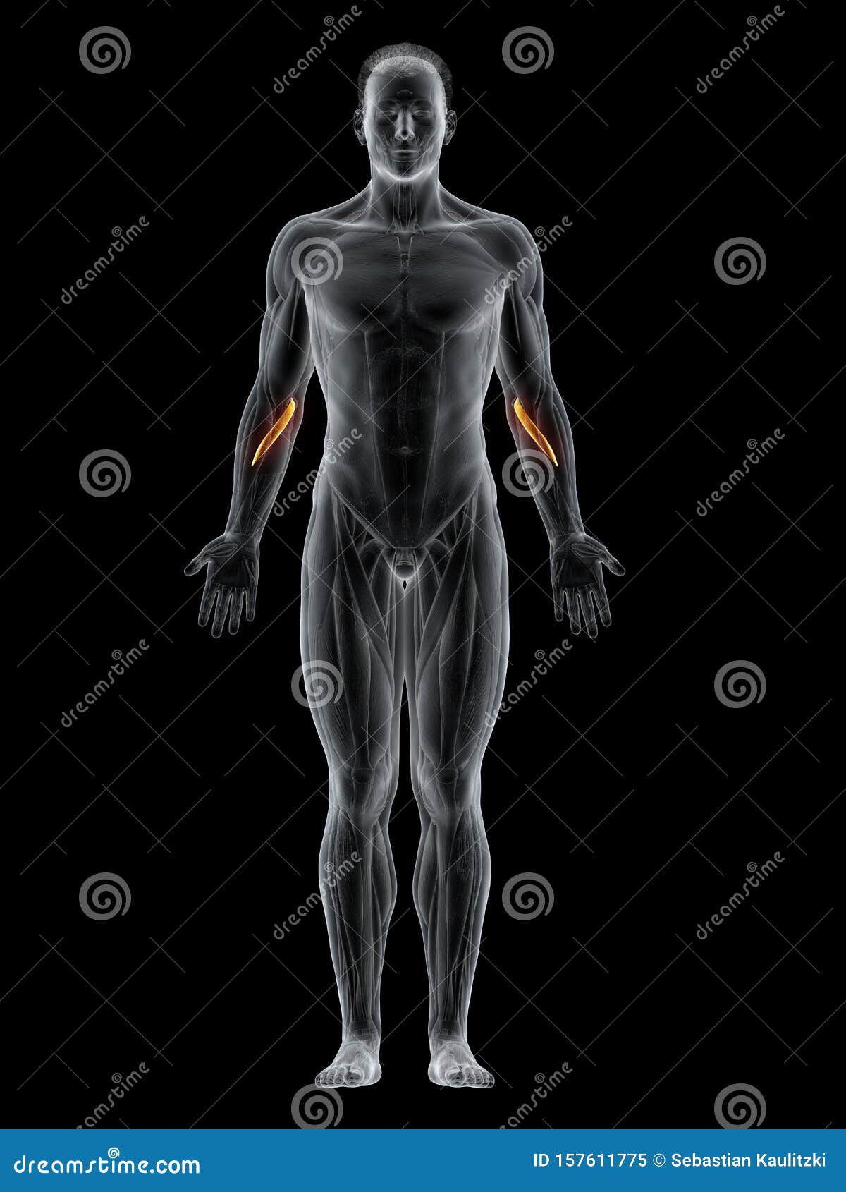 The pronator teres stock illustration. Illustration of physical - 157611775