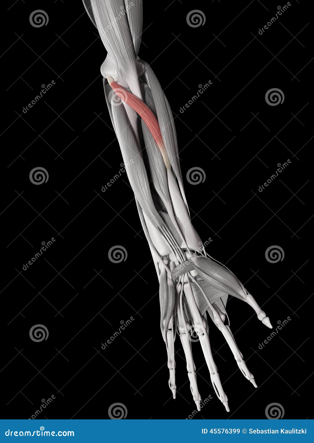 The pronator teres stock illustration. Illustration of science - 45576399