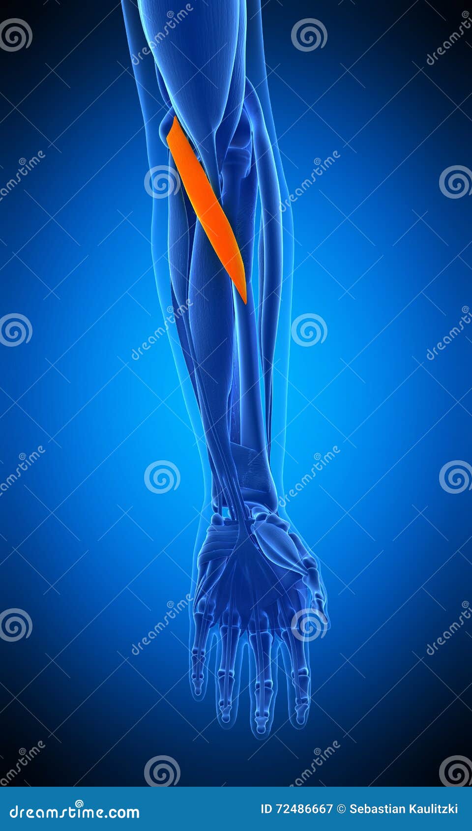 The pronator teres stock illustration. Illustration of muscular - 72486667