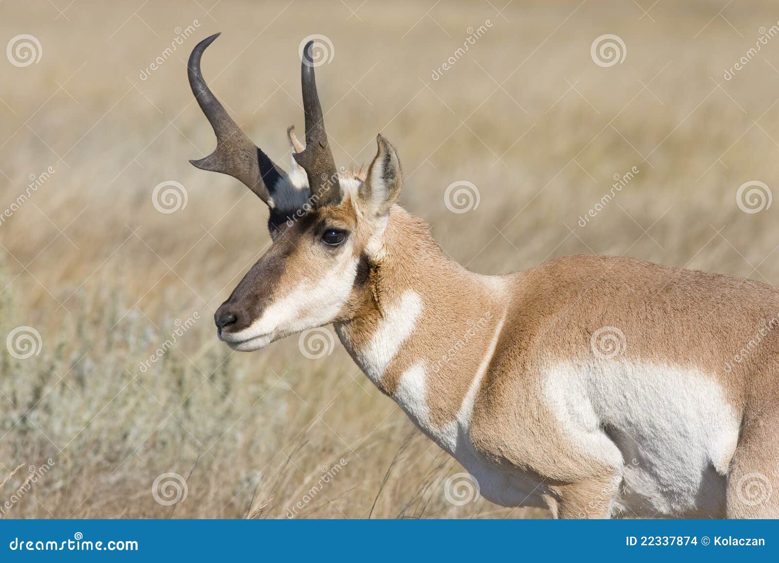 Pronghorn stock photo. Image of park, prairie, antelope - 22337874