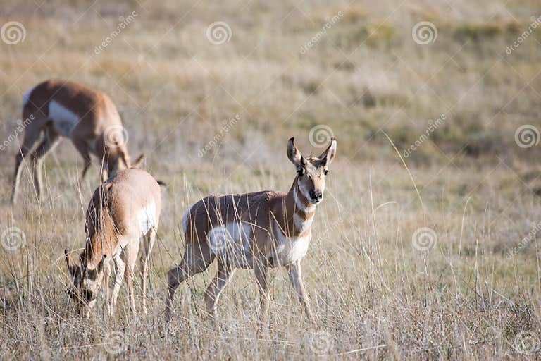 Pronghorn stock image. Image of head, ruminant, eating - 3967937