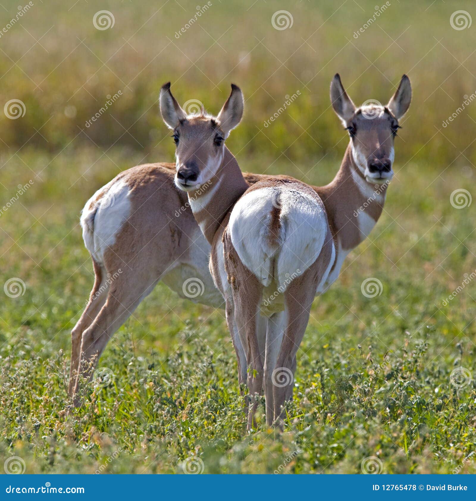 Pronghorn Antelope Western Wildlife Animal Stock Photo - Image of ...