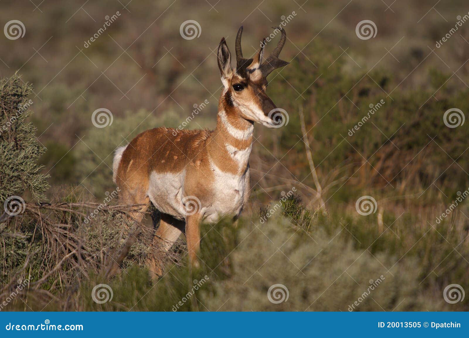 Pronghorn Antelope stock image. Image of brush, attention - 20013505