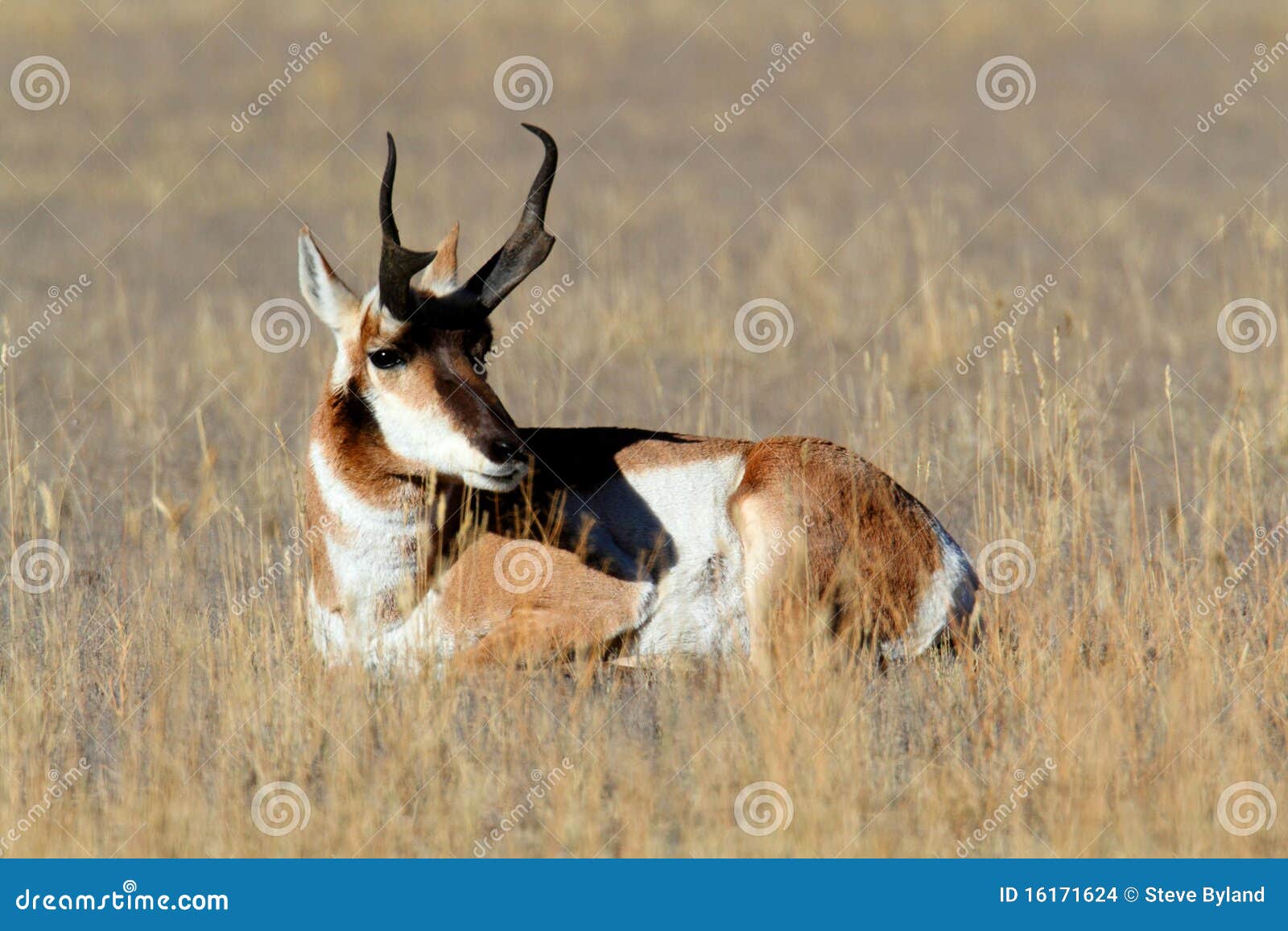 Pronghorn Antelope (Antilocapra Americana) Stock Photo - Image of wild ...