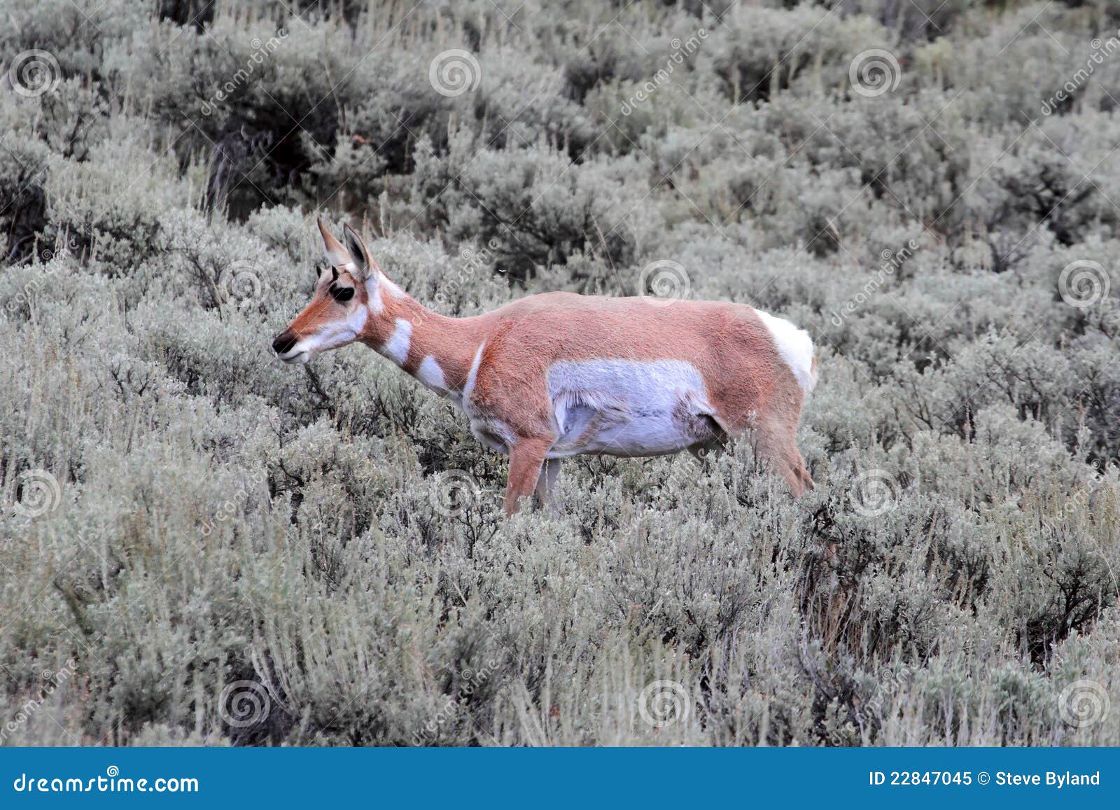 Pronghorn Antelope (Antilocapra Americana) Stock Image - Image of ...
