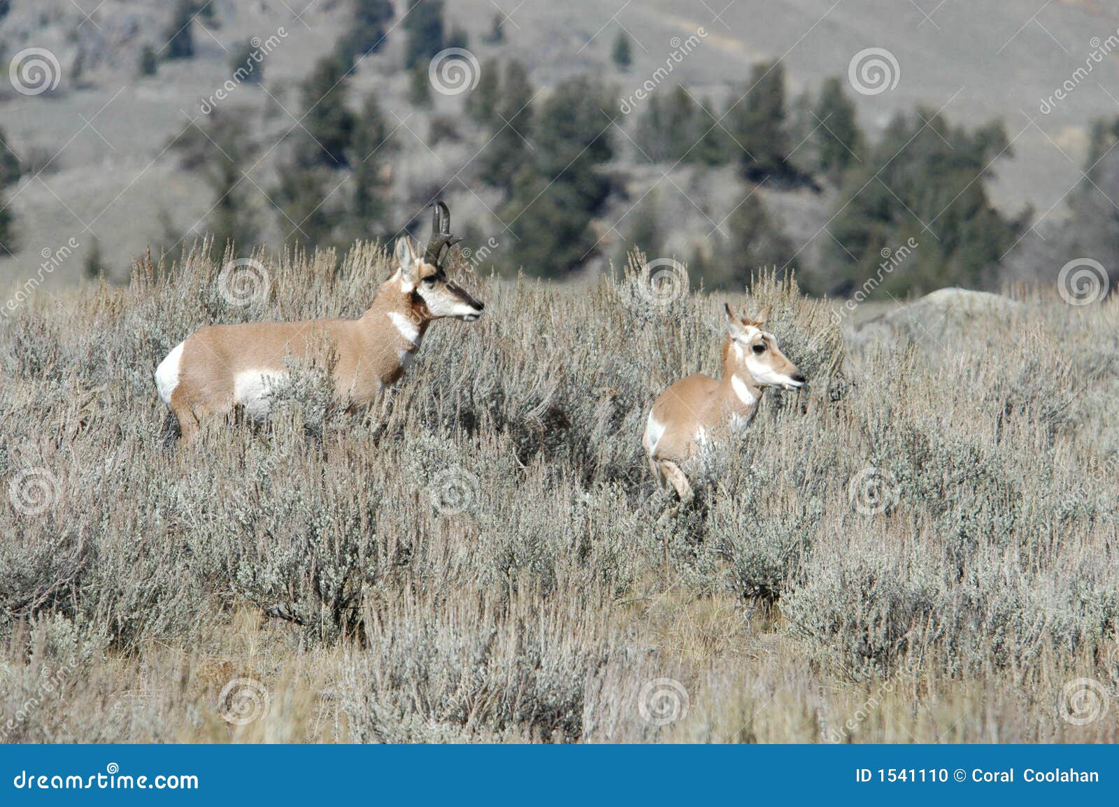 Pronghorn Antelope with a Baby Stock Photo - Image of speed, ruminant ...