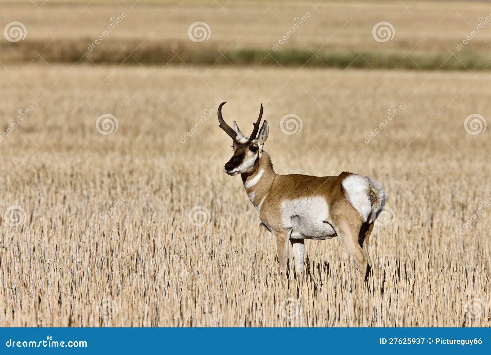 Pronghorn Antelope Buck Antlers Stock Image - Image of nature, antelope ...