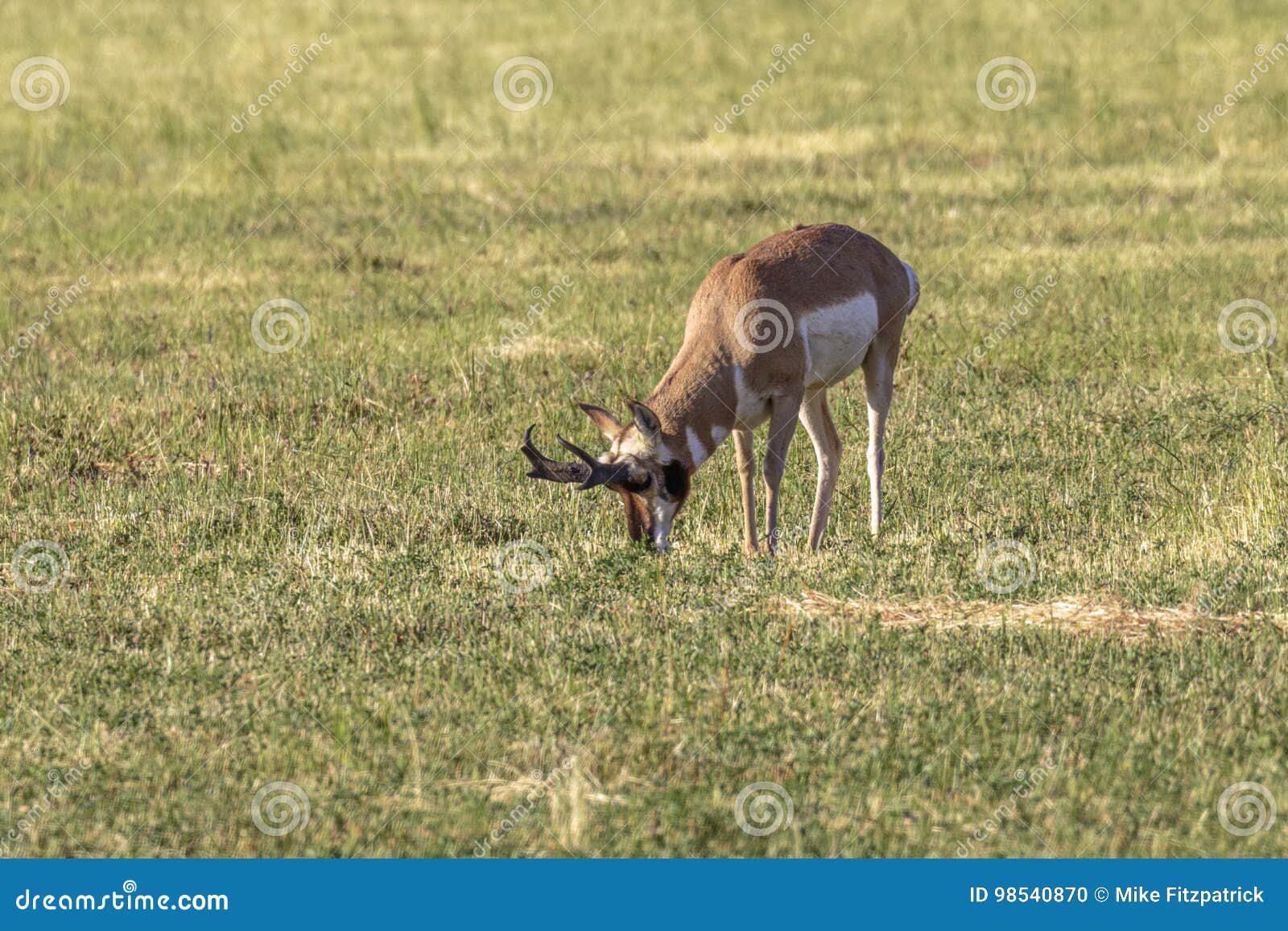 Pronghorn Antelope Buck stock photo. Image of animal - 98540870