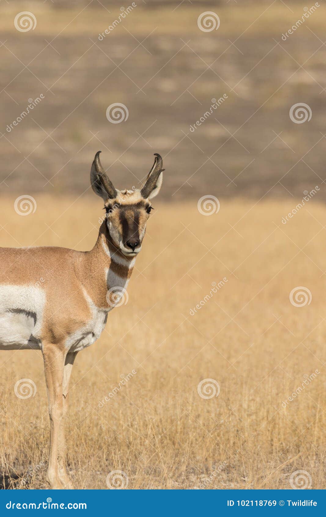 Pronghorn Antelope Buck stock image. Image of mammal - 102118769