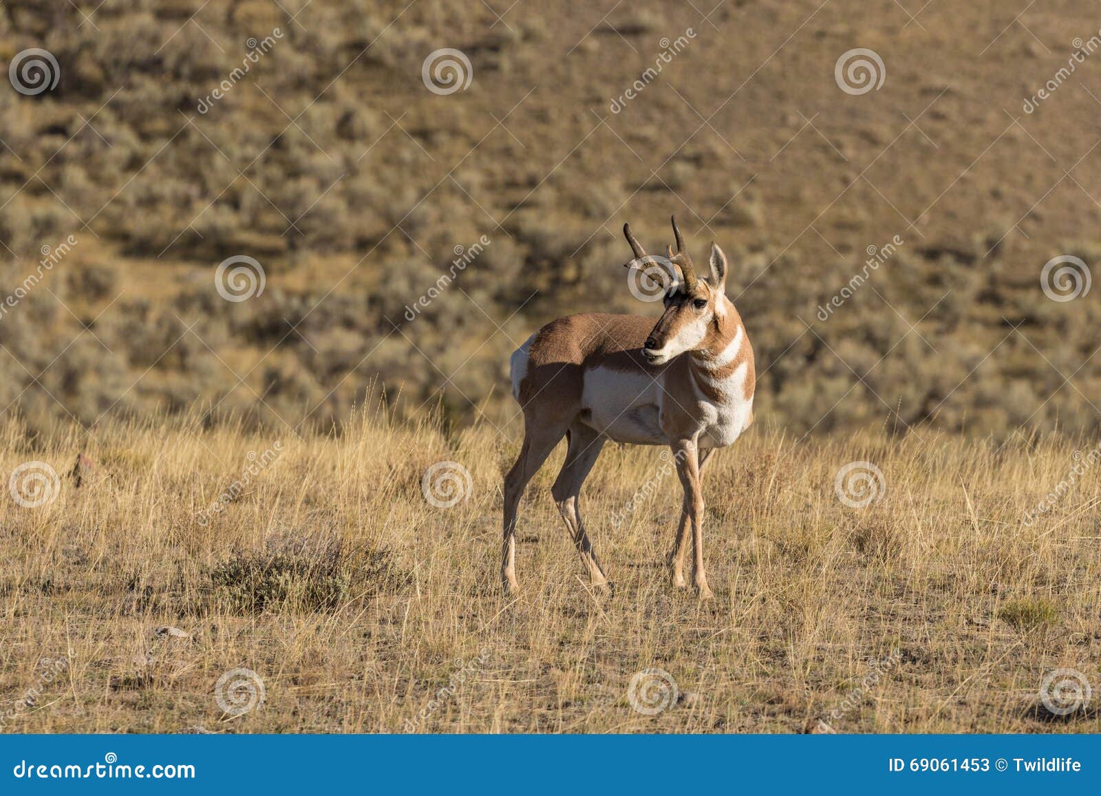 Pronghorn Antelope Buck stock image. Image of prairie - 69061453