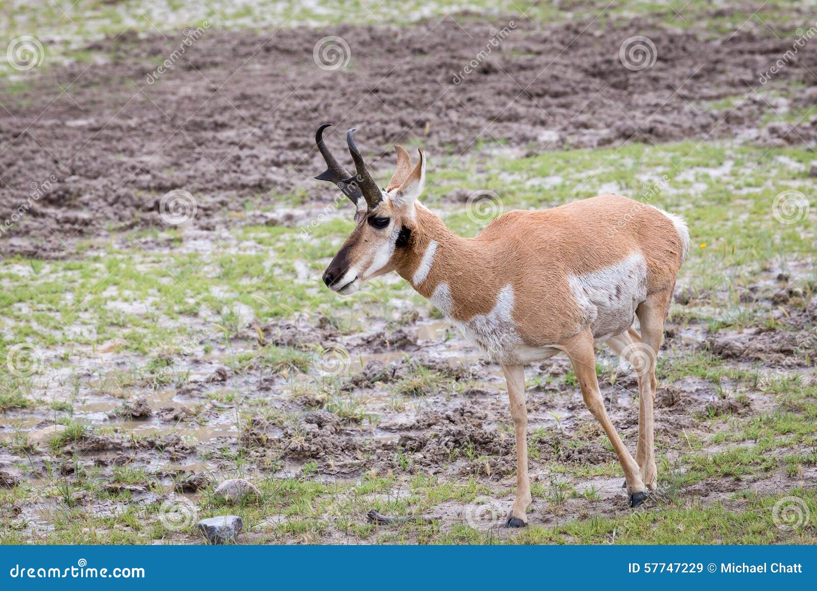 Pronghorn Antelope stock image. Image of wild, wildlife - 57747229