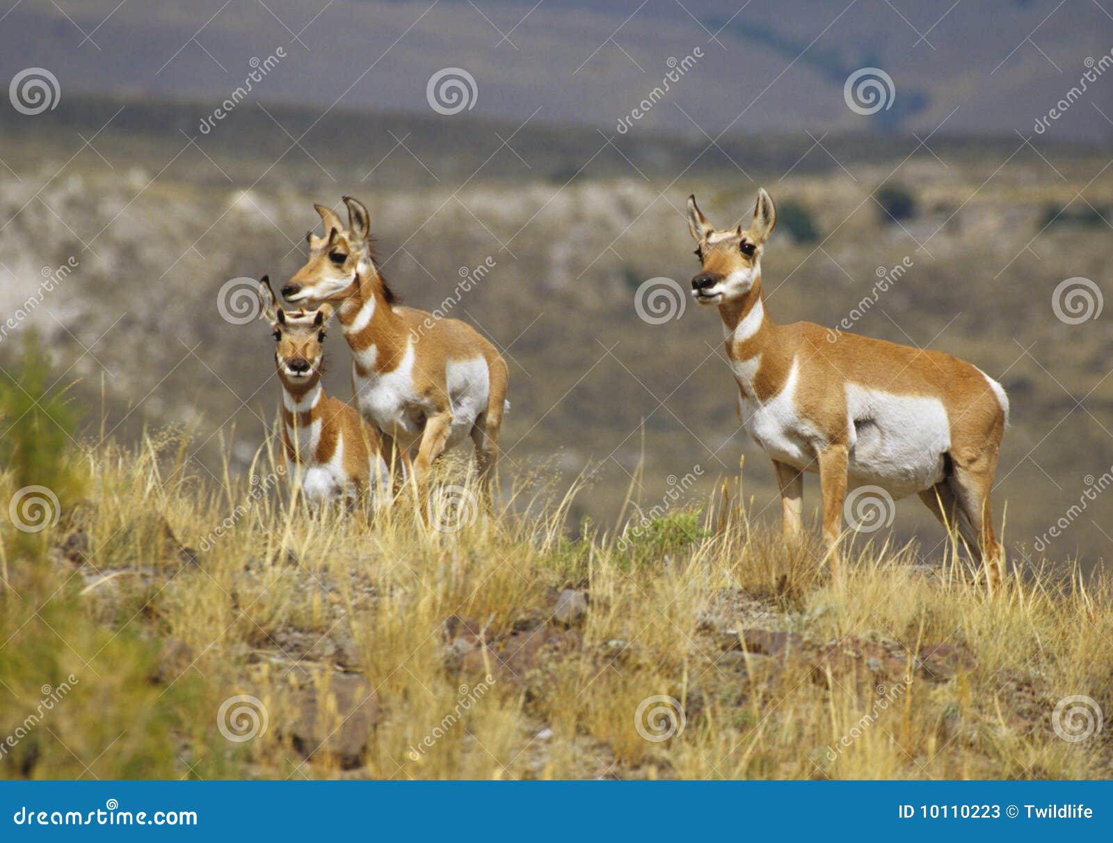 Pronghorn Antelope Doe and Fawns Stock Image - Image of pronghorn ...