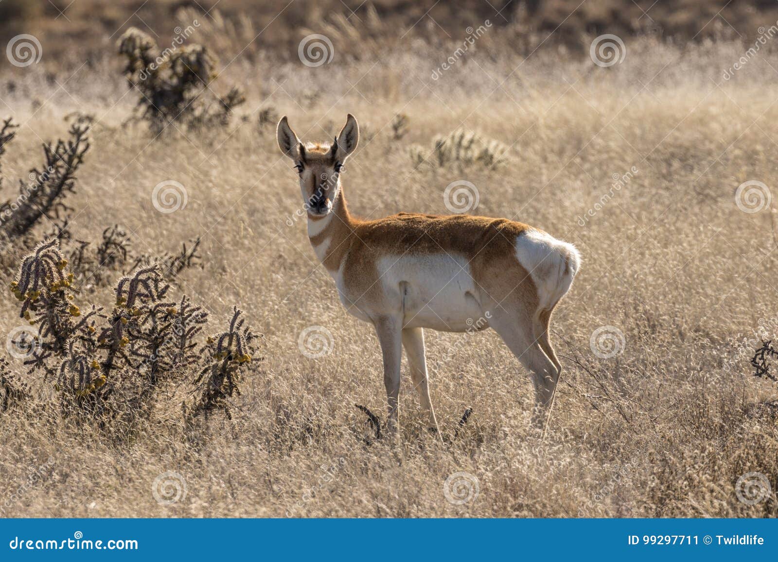 Pronghorn Antelope Doe stock image. Image of antelope - 99297711