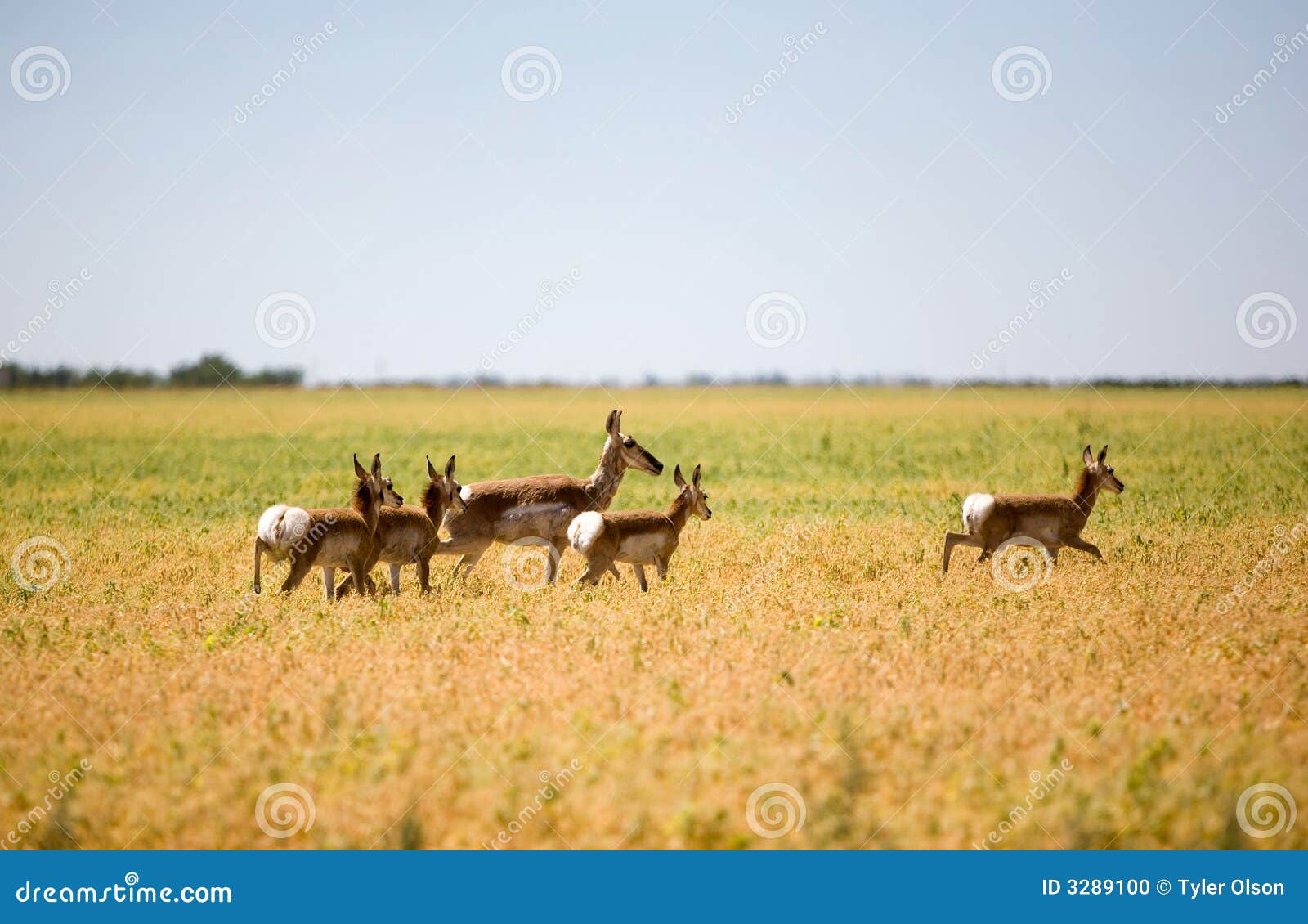 Pronghorn Antelope Family stock photo. Image of family - 3289100