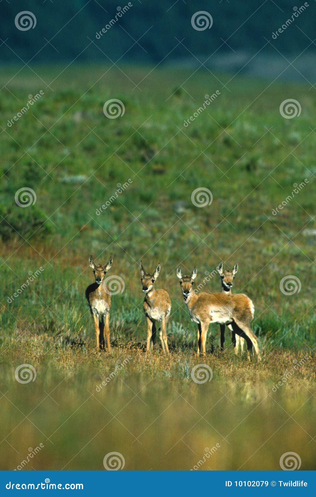 Pronghorn Antelope Fawns stock image. Image of antelope - 10102079