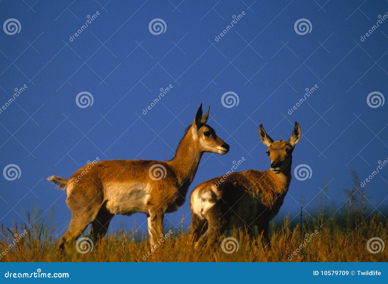 Pronghorn Antelope Fawns stock image. Image of nature - 10579709