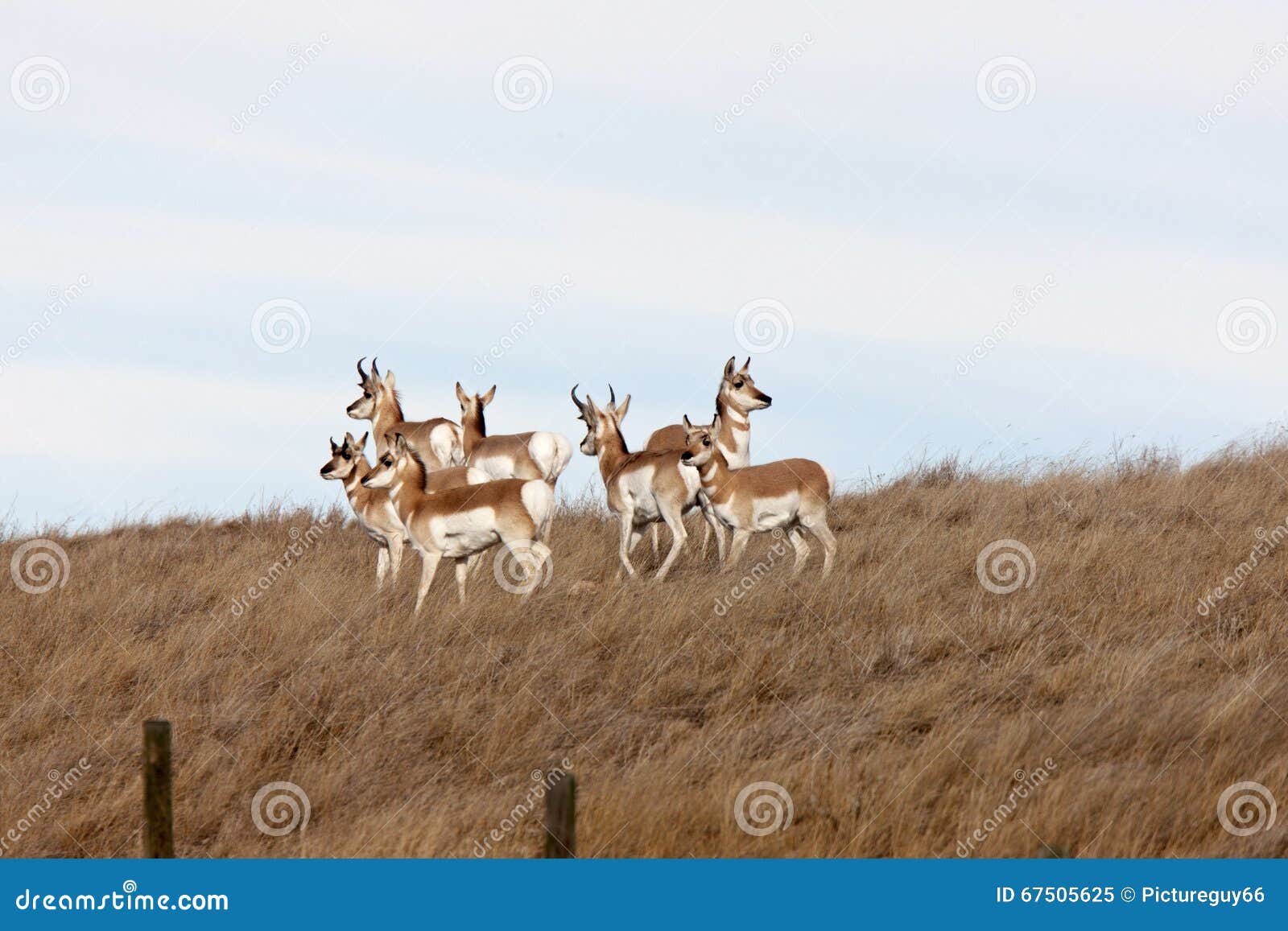 Pronghorn Antelope stock image. Image of outdoors, wild - 67505625