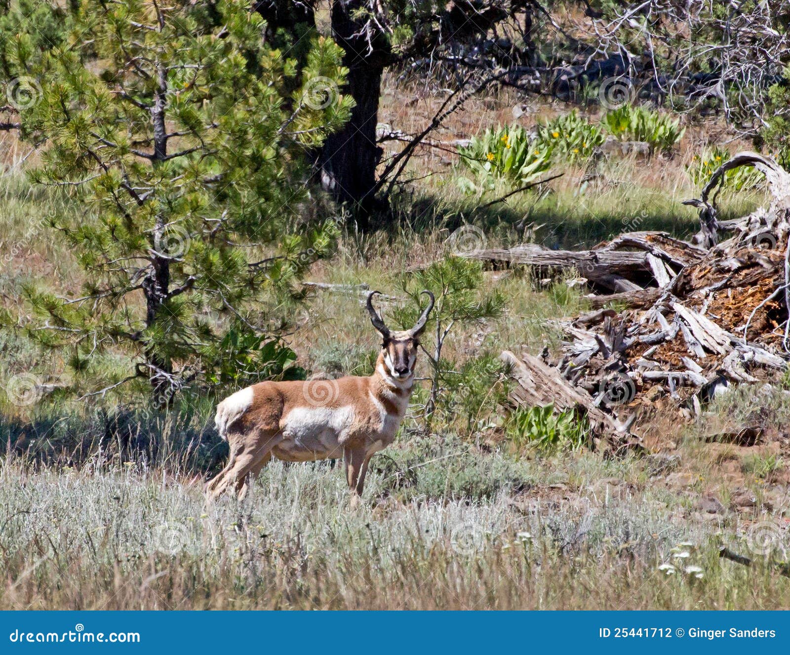 Pronghorn Antelope in Forest Stock Photo - Image of horizontal, deer ...