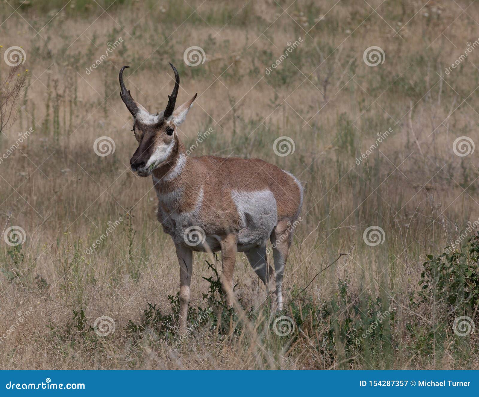 Antelope stock image. Image of prarie, states, range - 154287357