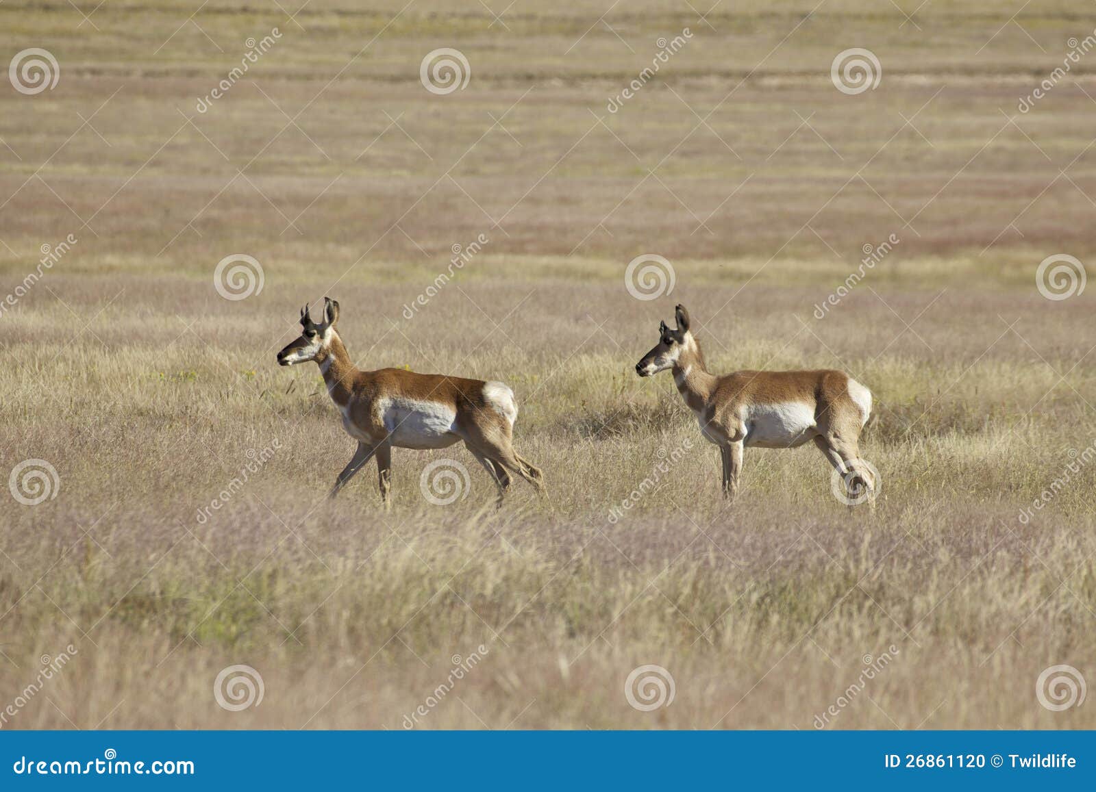 Pronghorn Antelope on the Prairie Stock Photo - Image of buck, nature ...