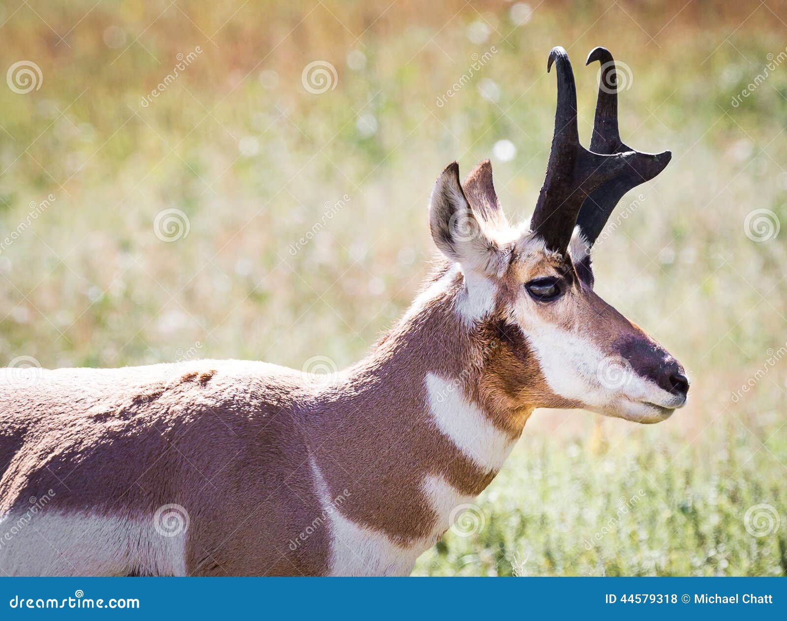 Pronghorn Antelope stock photo. Image of national, animal - 44579318