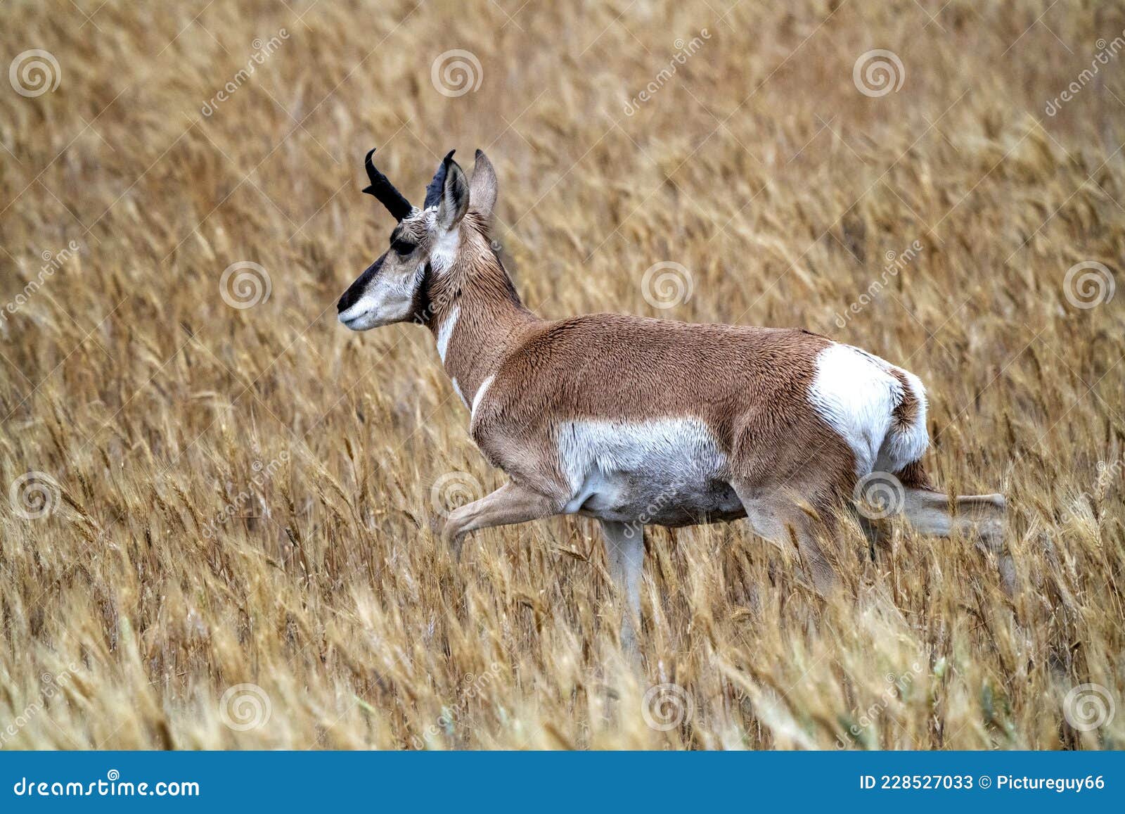 Pronghorn Antelope Prairie Canada Stock Image - Image of mammal, nature ...